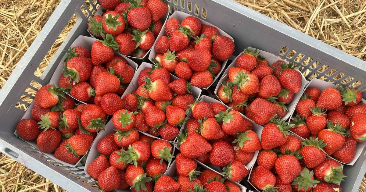 La production de fraises impactées par le réchauffement climatique | TVcom